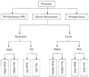 Phụ gia Pectine, Protopectin, Enzyme pectinase và các ứng dụng