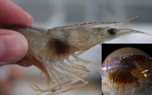 Lý giải hiện tượng biến đen ở tôm, các điều kiện và biện pháp hạn chế